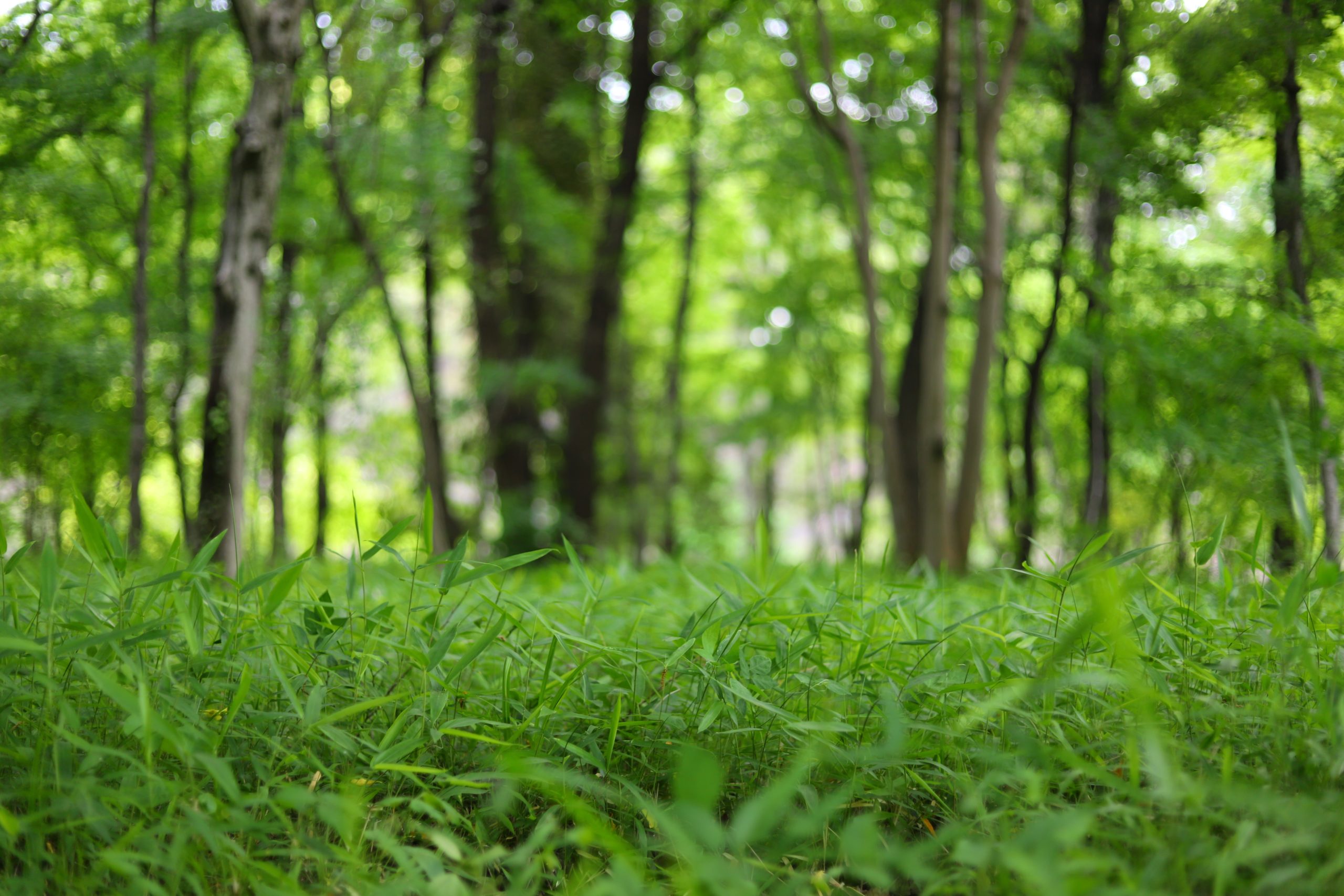 Midori no hi (緑の日) : le jour de la nature